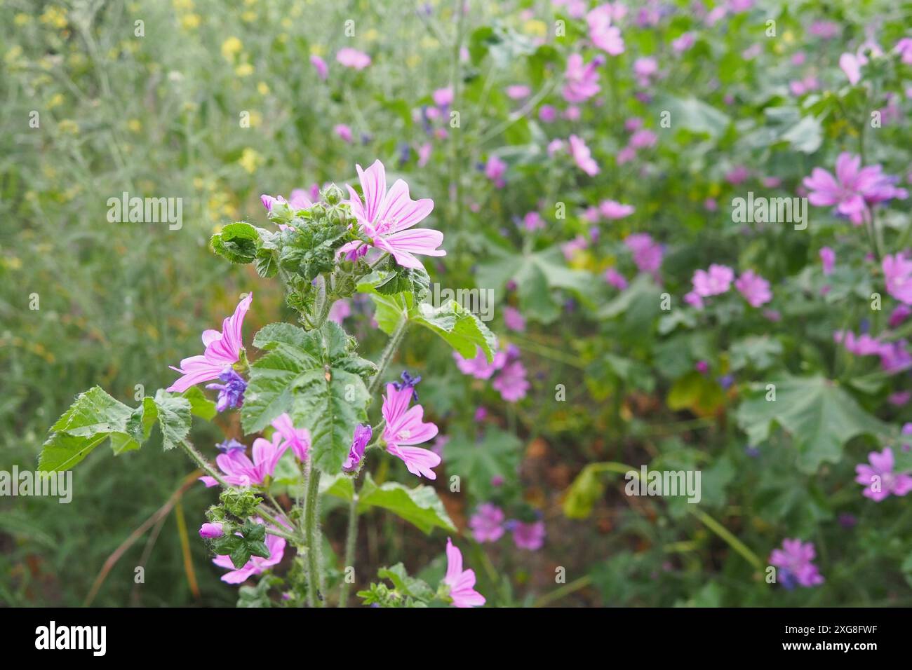 Malva sylvestris, mallow genus Malva in Malvaceae. Common mallow ...