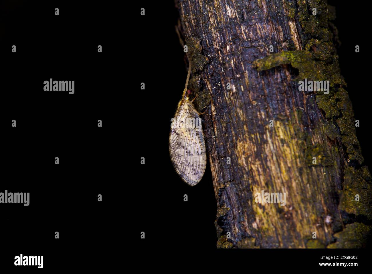 Genus hemerobius hi-res stock photography and images - Alamy