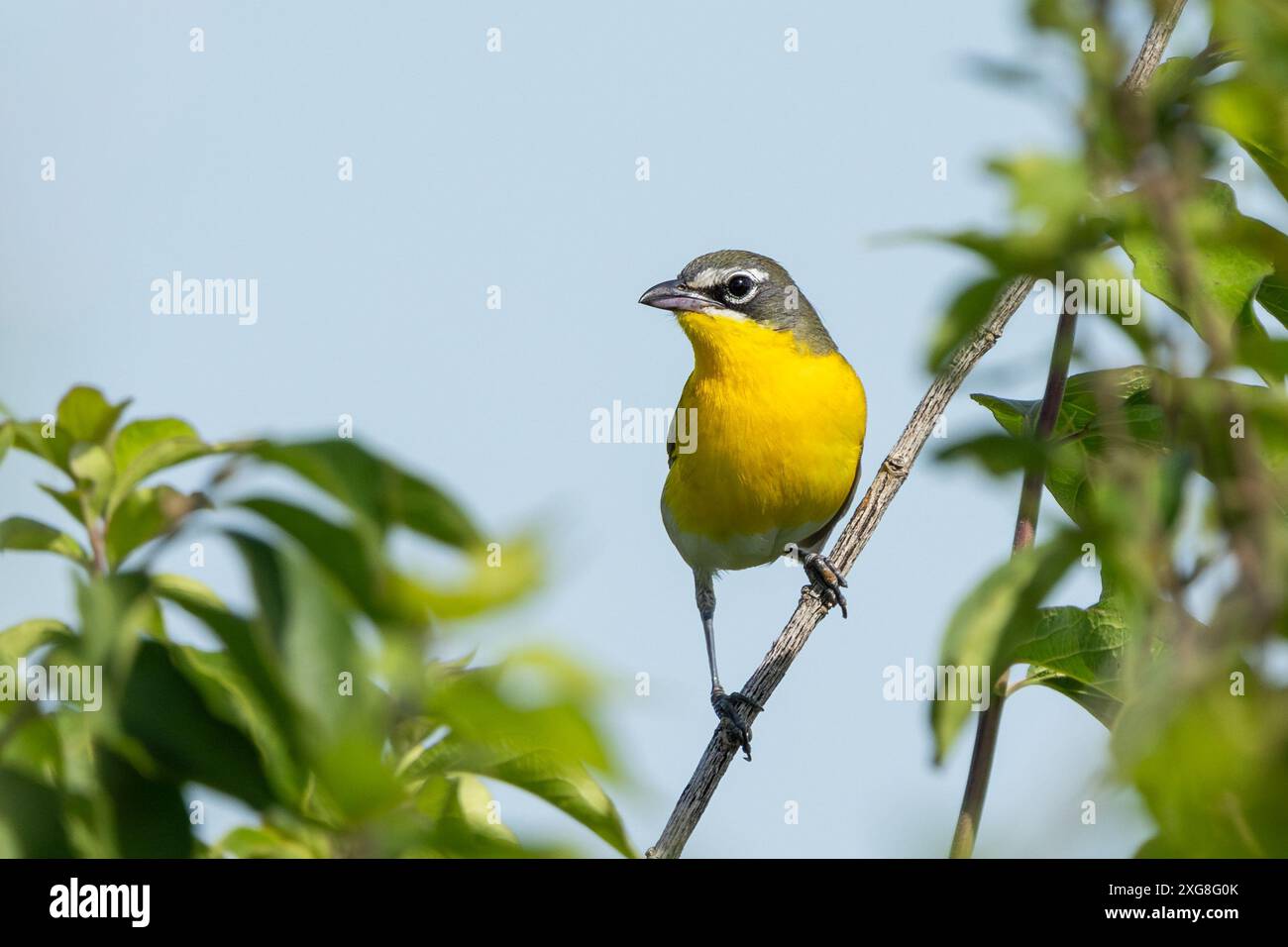A yellow-breasted chat hides in a thicket only visable by the parting ...
