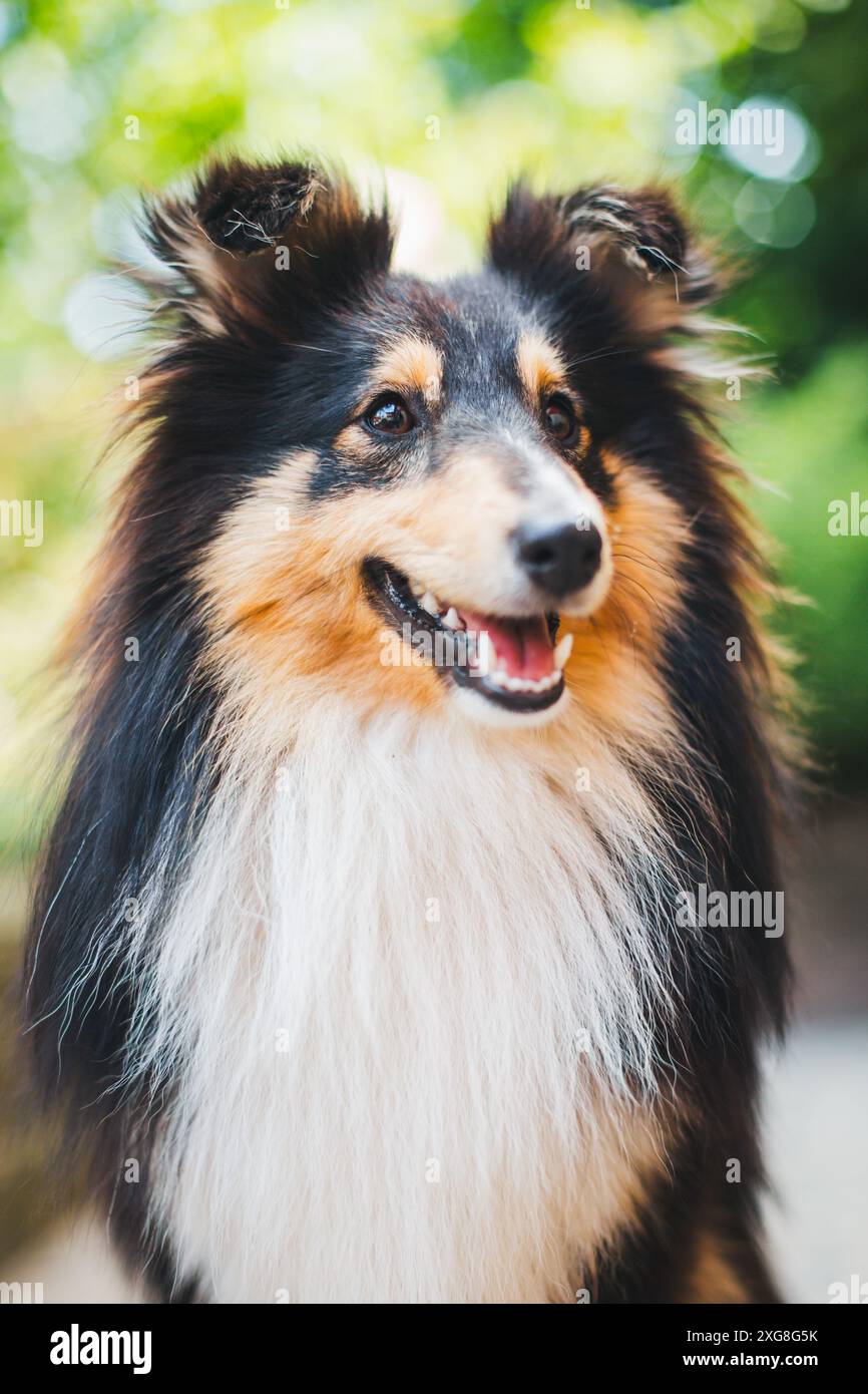 Tricolour sheltie hi-res stock photography and images - Alamy