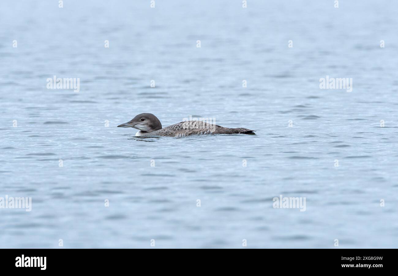 A Young Loon on a Wilderness Lake in Souix Narrows Provincial Park in ...