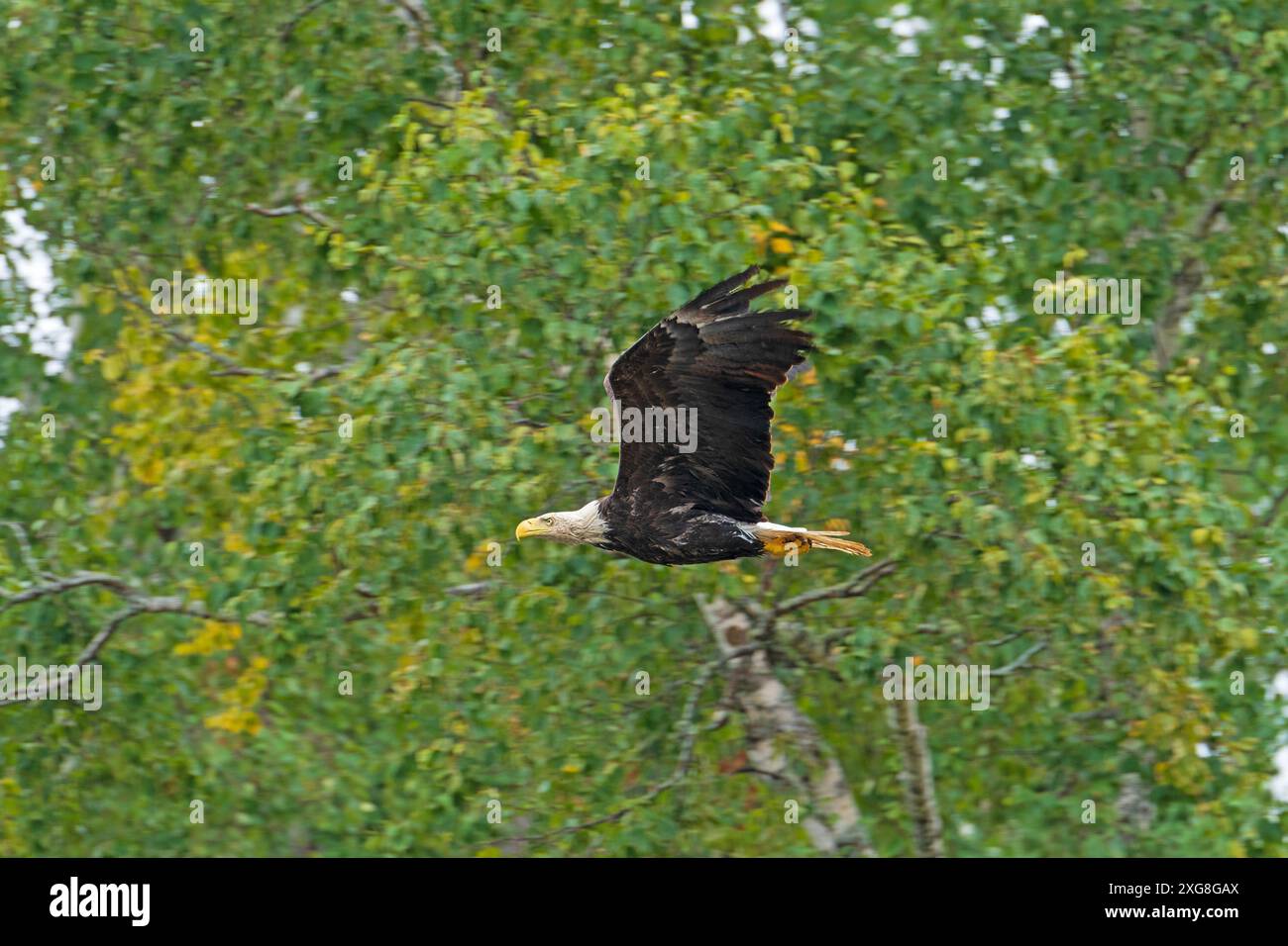 Bald Eagle in Flight in a Forest in Sioux Narrows Provincial Park in ...
