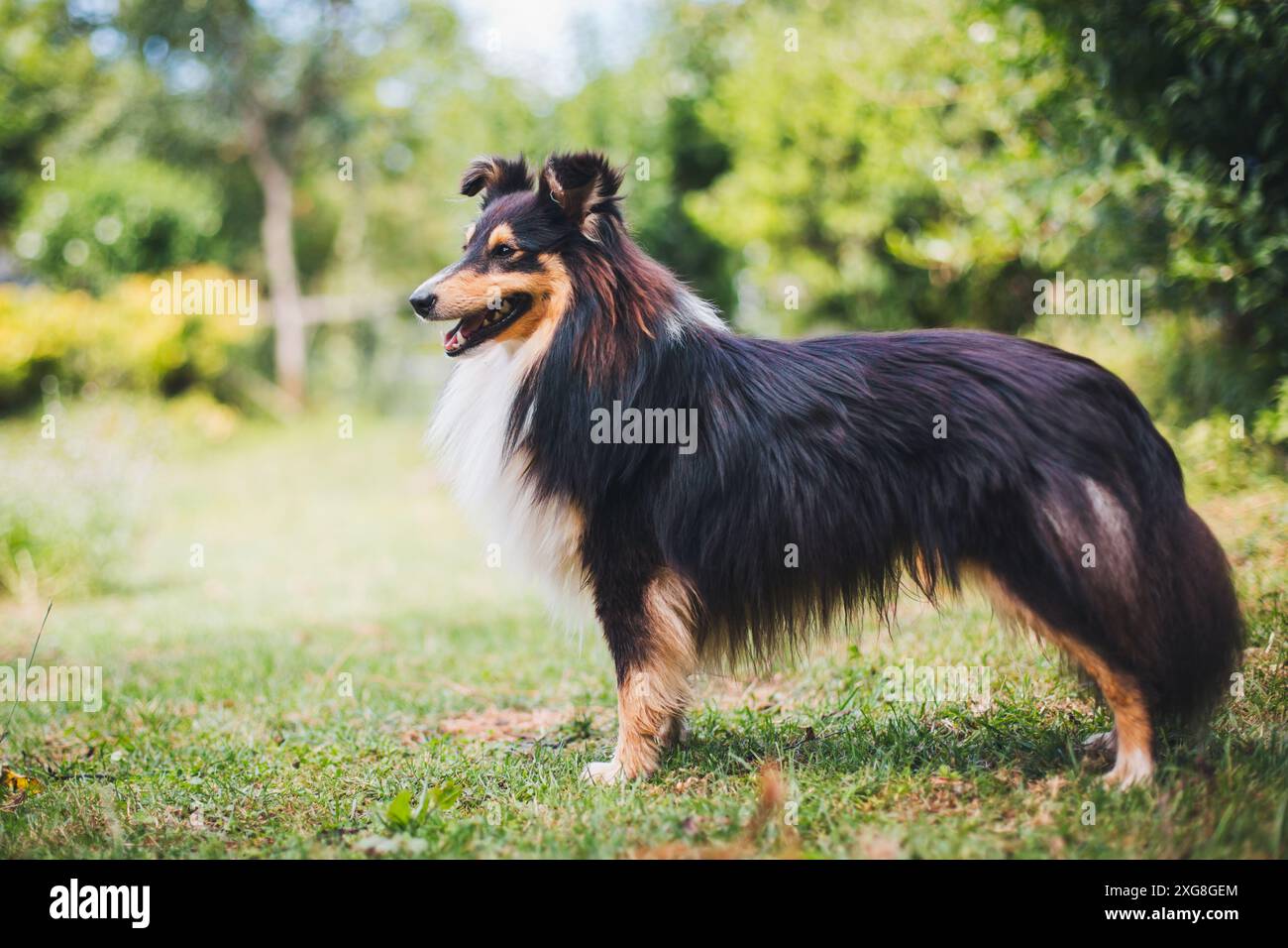 Tricolour sheltie hi-res stock photography and images - Alamy