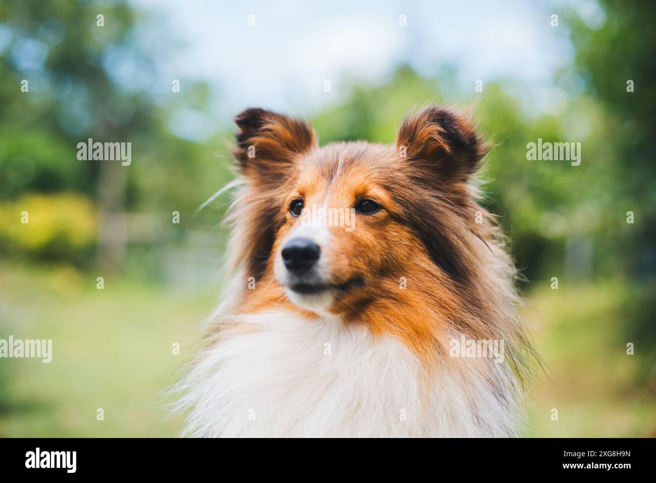 Sheltie sable hi-res stock photography and images - Alamy