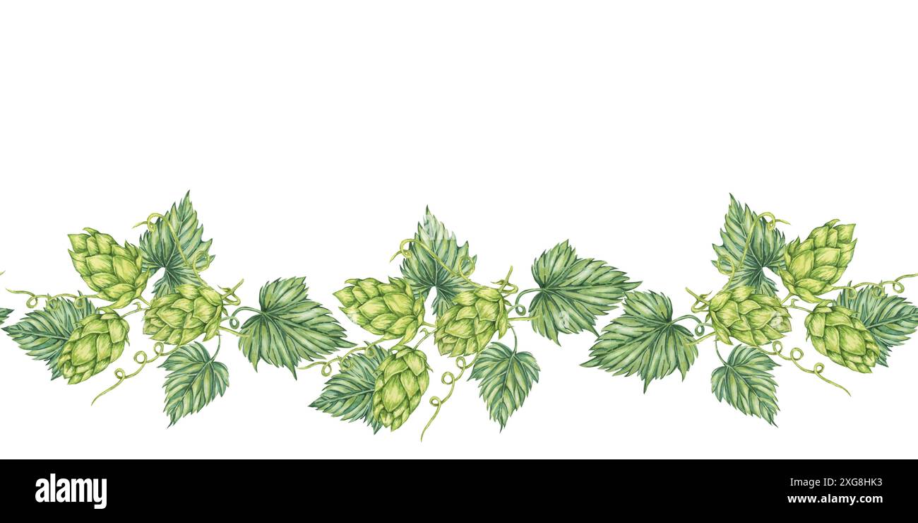 Hops and leaves seamless border in watercolor. Green humulus lupulus ...