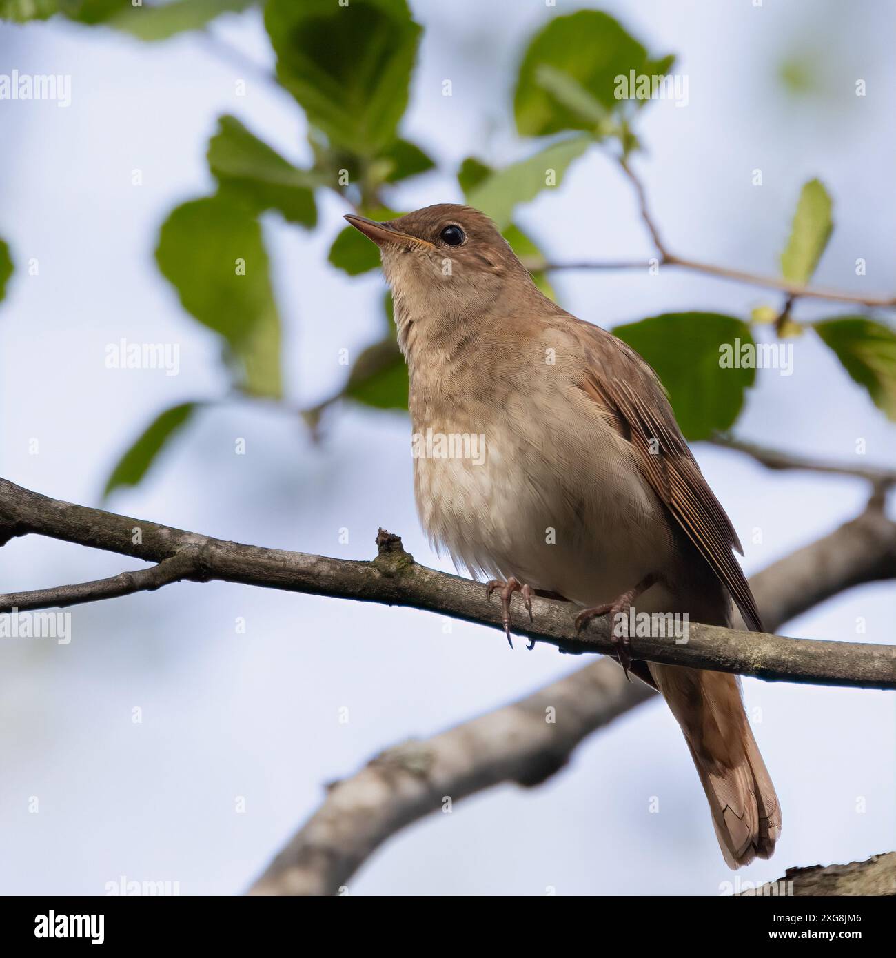 Common nightingale europe hi-res stock photography and images - Alamy