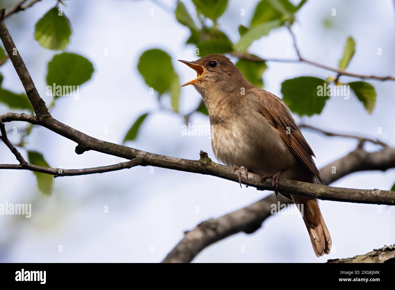 Common nightingale europe hi-res stock photography and images - Alamy