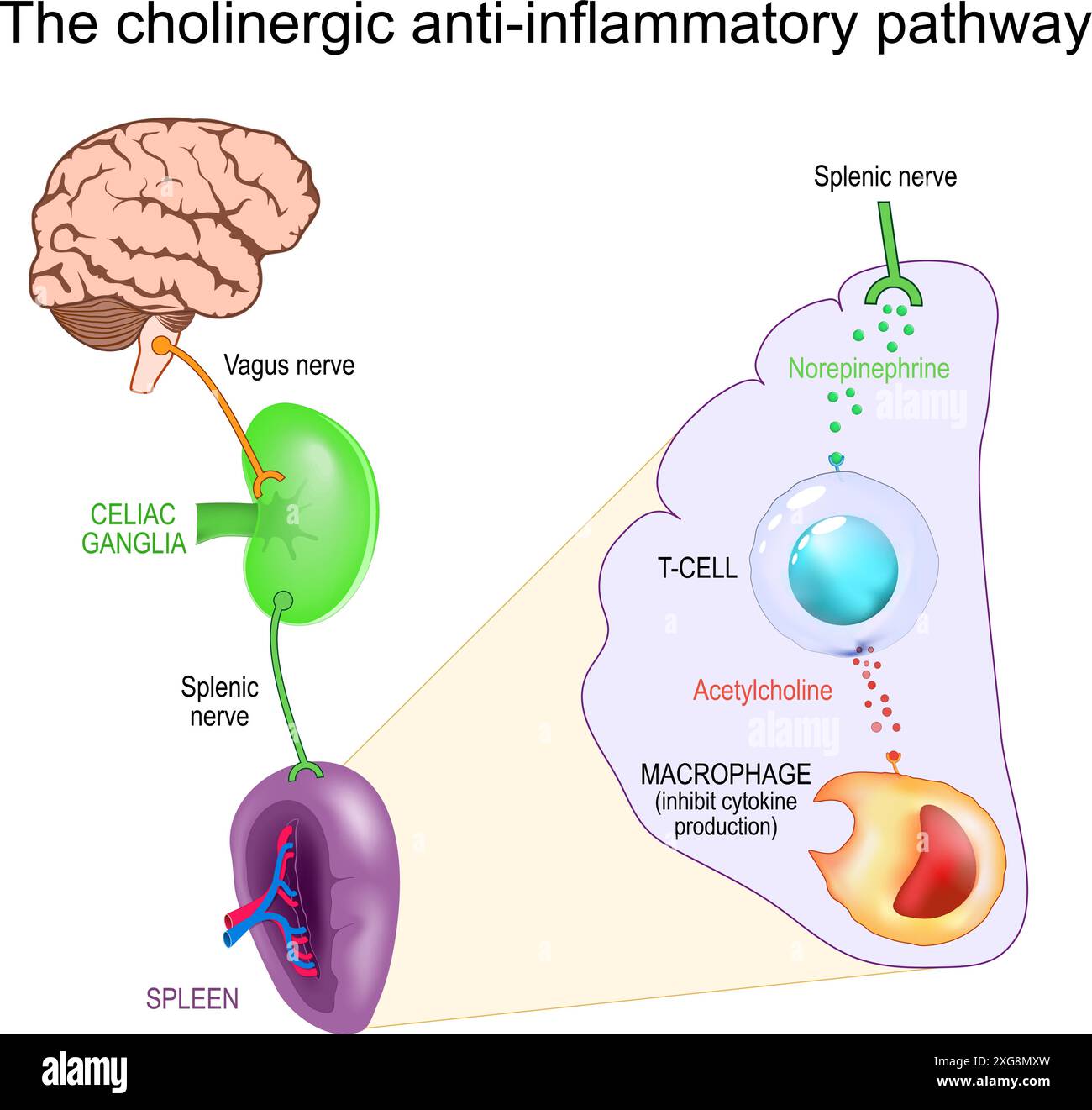 Peripheral ganglia Stock Vector Images - Alamy