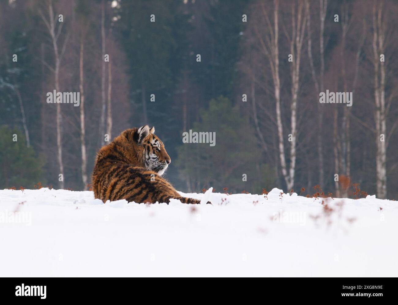 Siberian tiger, Panthera tigris altaica in a taiga filled with snow ...