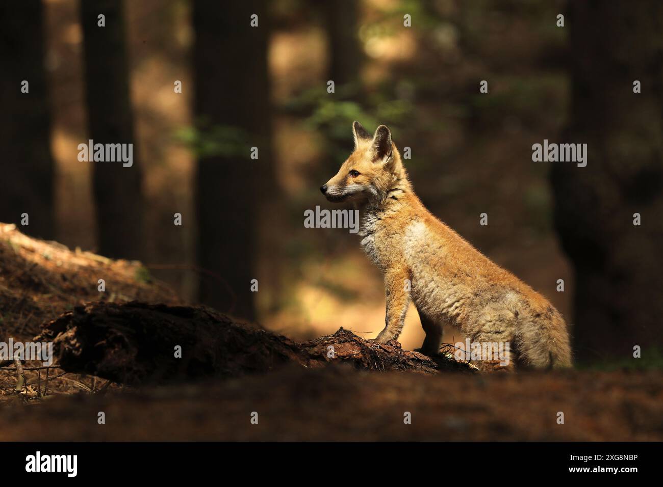 Beautiful young fox sitting hi-res stock photography and images - Alamy