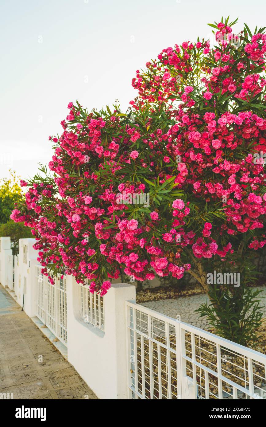 Splendens double pink oleander hi-res stock photography and images - Alamy