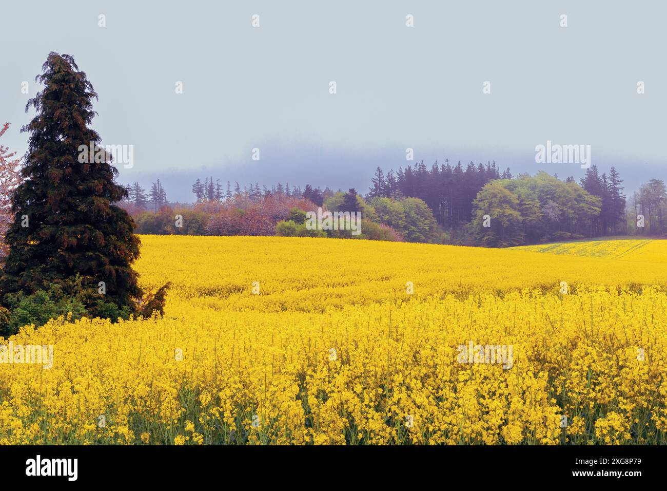 Canola rapeseed field denmark hi-res stock photography and images - Alamy