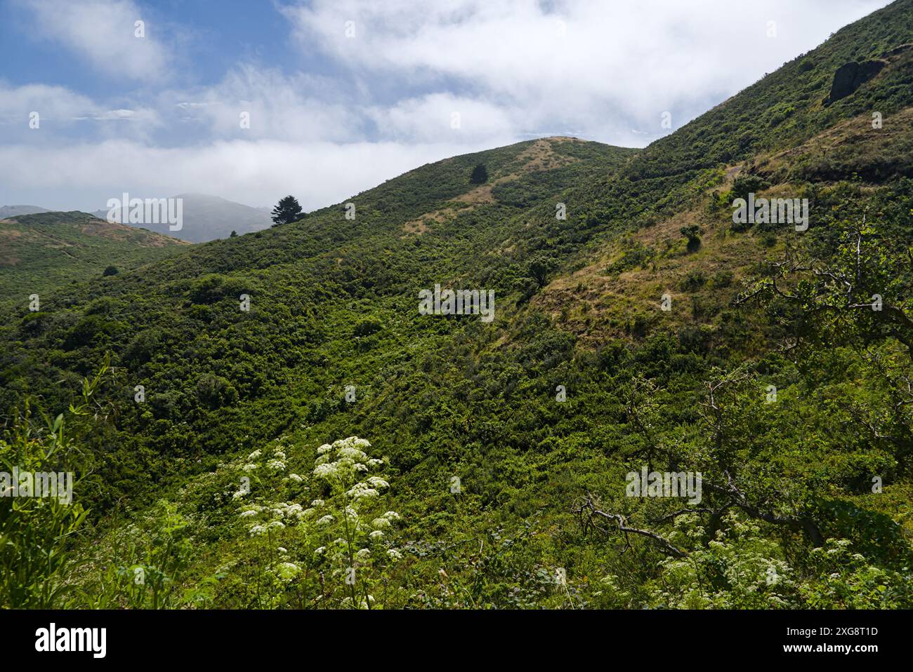 The view on the top of mountain in Marin Headlands, California Stock ...