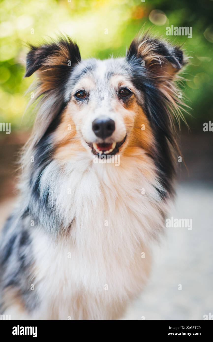Blue merle shetland sheepdog hi-res stock photography and images - Alamy