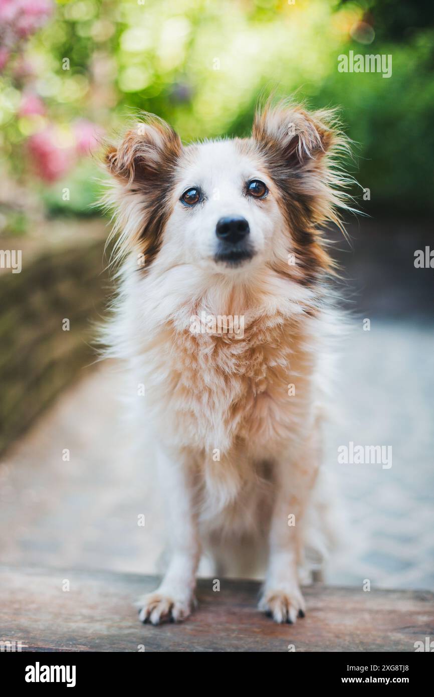 Mix domestic hi-res stock photography and images - Alamy