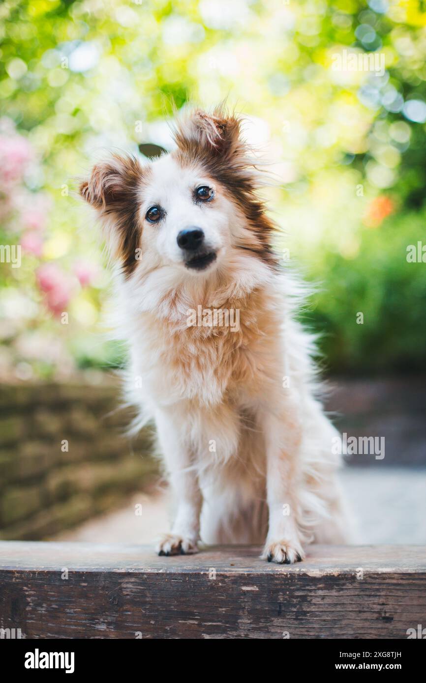 Mix domestic hi-res stock photography and images - Alamy