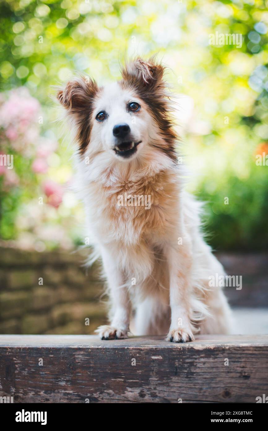 Sheltie mix hi-res stock photography and images - Alamy