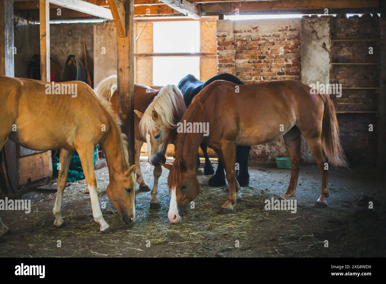 Group of horses in the open stable Stock Photo - Alamy