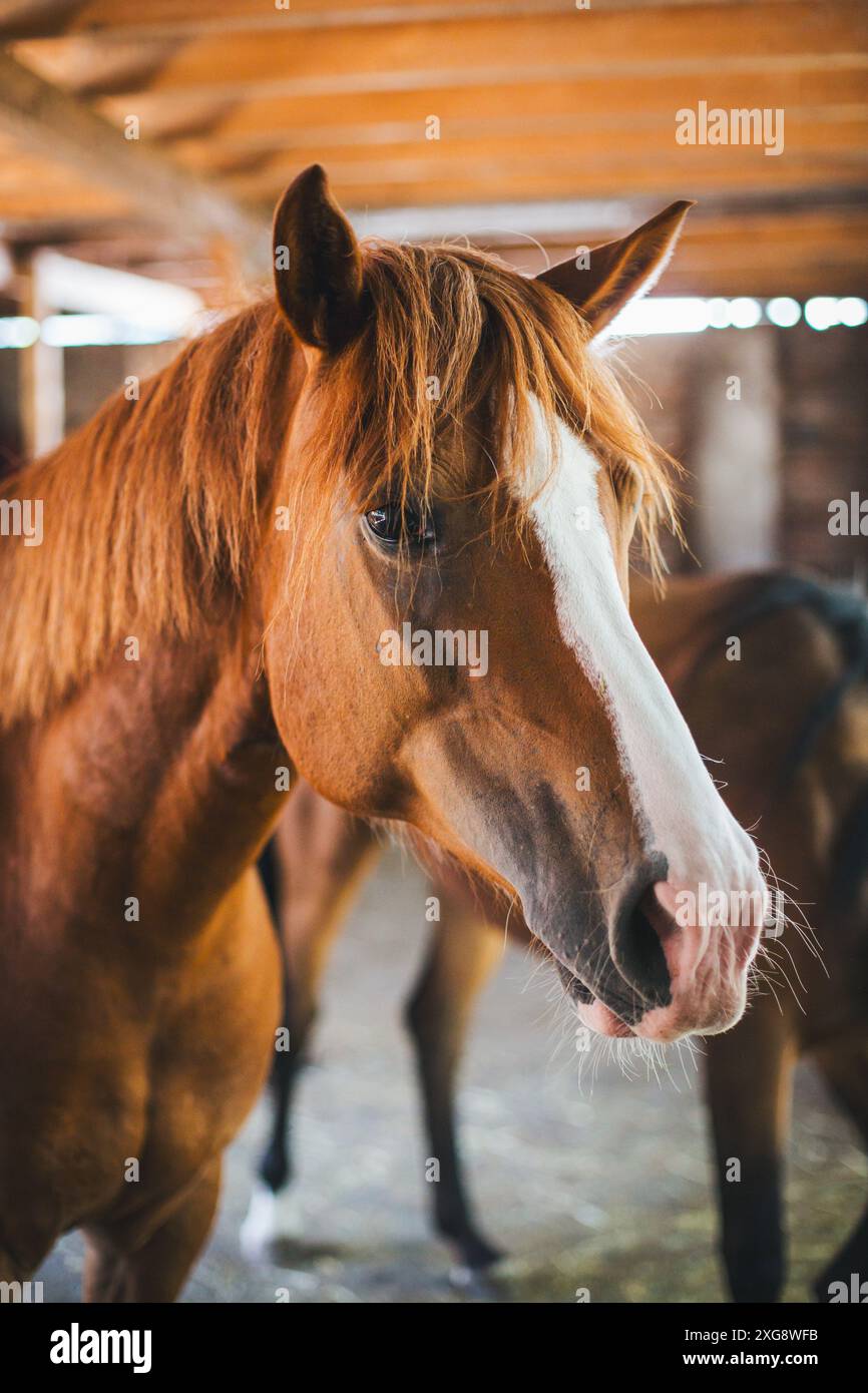 Haflinger crossbred horse Stock Photo - Alamy