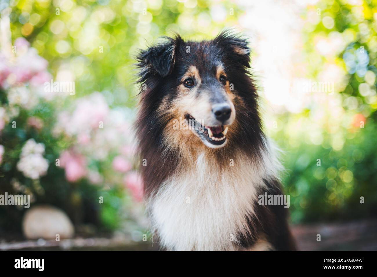 Tricolour sheltie hi-res stock photography and images - Alamy