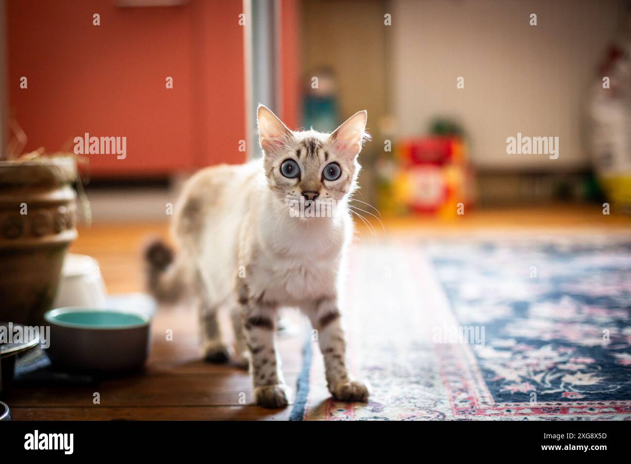 Cashmere bengal cat hi-res stock photography and images - Alamy