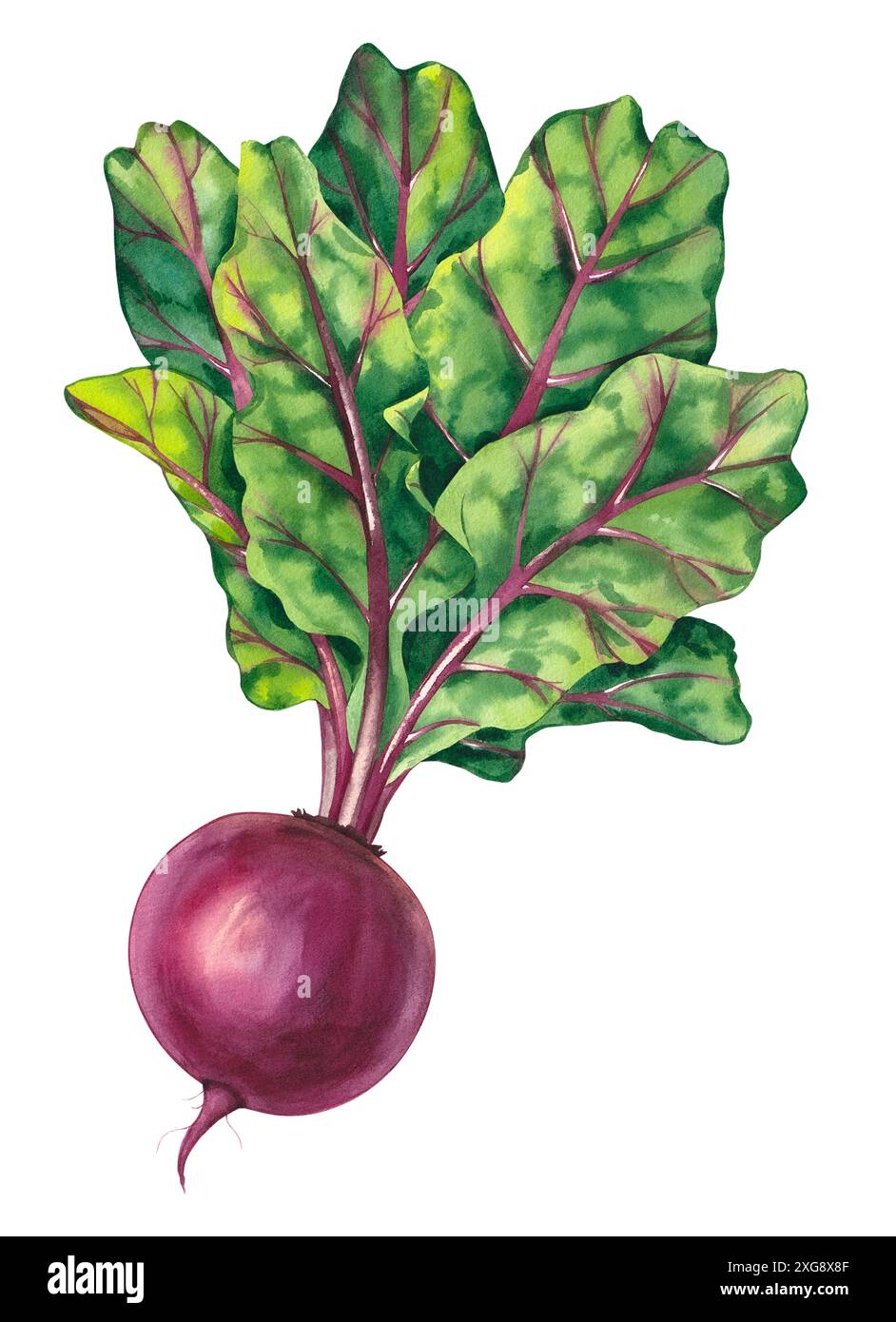 Watercolor beet with leaves on a white background. Beetroot isolated ...