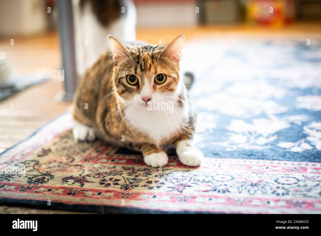 Pet house cat inside hi-res stock photography and images - Alamy
