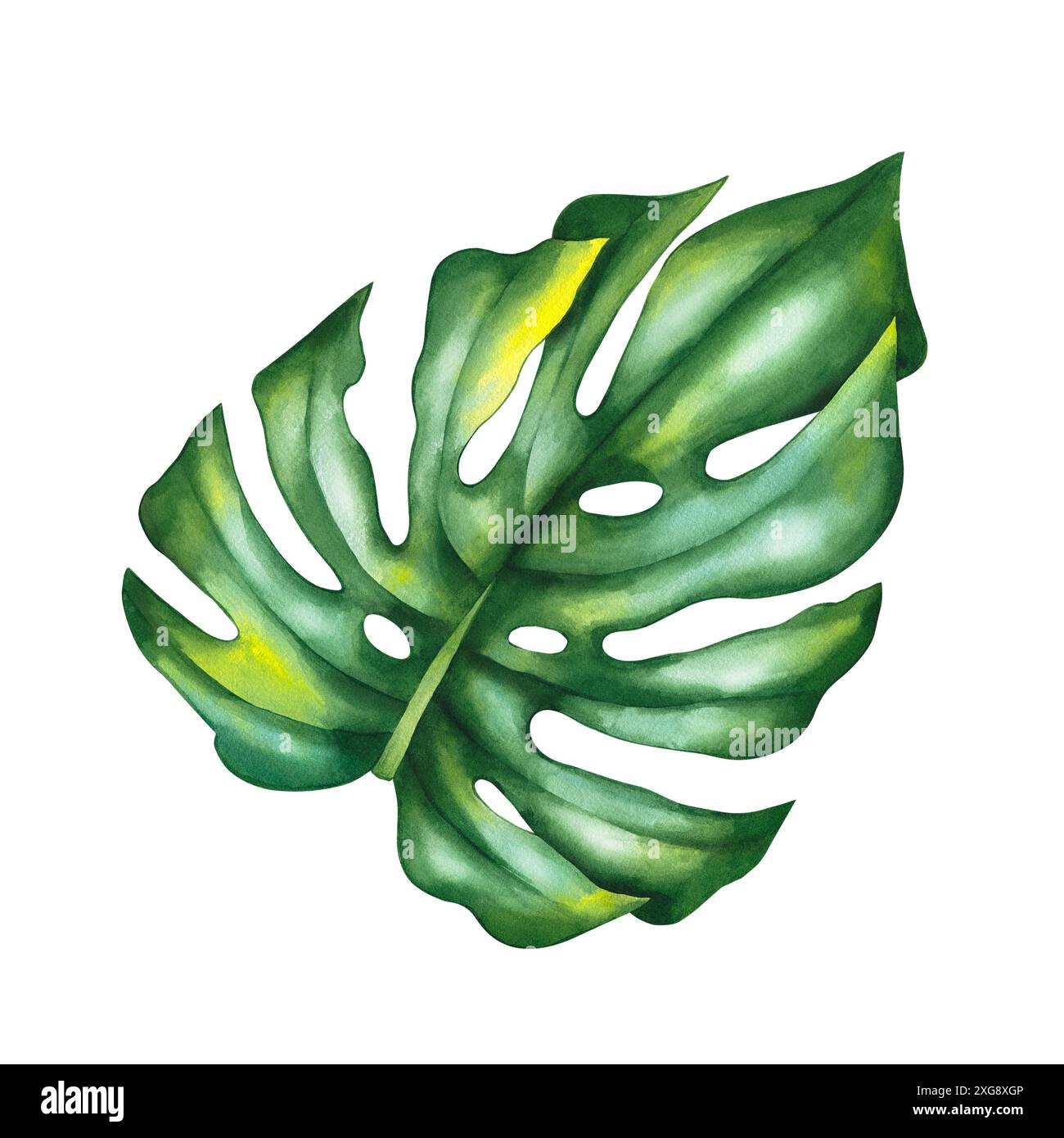 Watercolor tropical monstera leaf. Tropical monstera leaves isolated ...