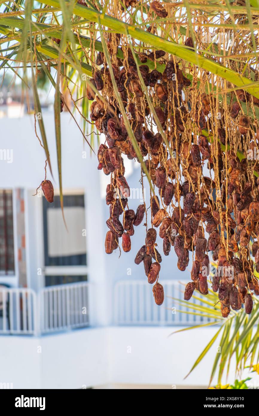 Tree with hanging date clusters hi-res stock photography and images - Alamy
