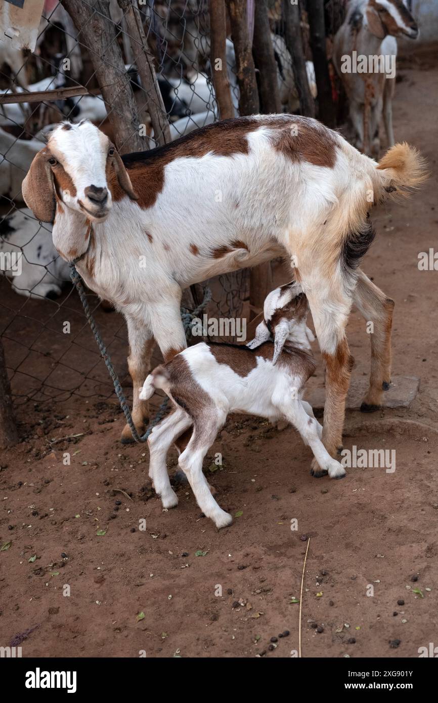 Rural village in india hi-res stock photography and images - Alamy