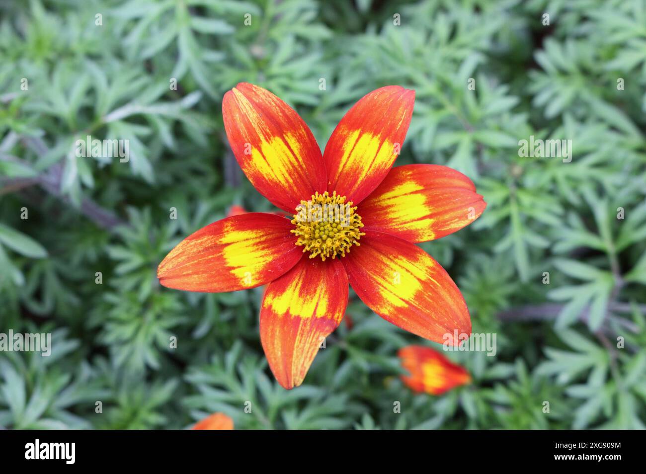 Beautiful Bidens Taka Tuka Red flower red and yellow bloom Bidens ...