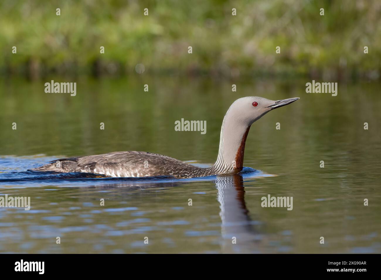 Red throated diver scotland hi-res stock photography and images - Alamy