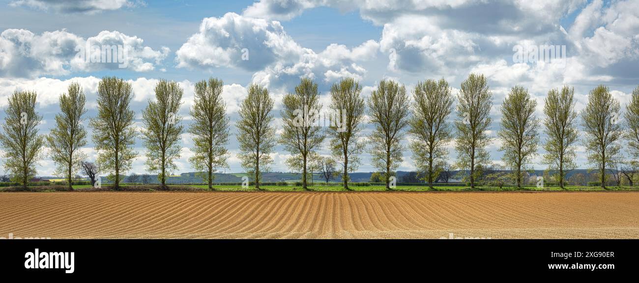 Poplar trees british hi-res stock photography and images - Alamy