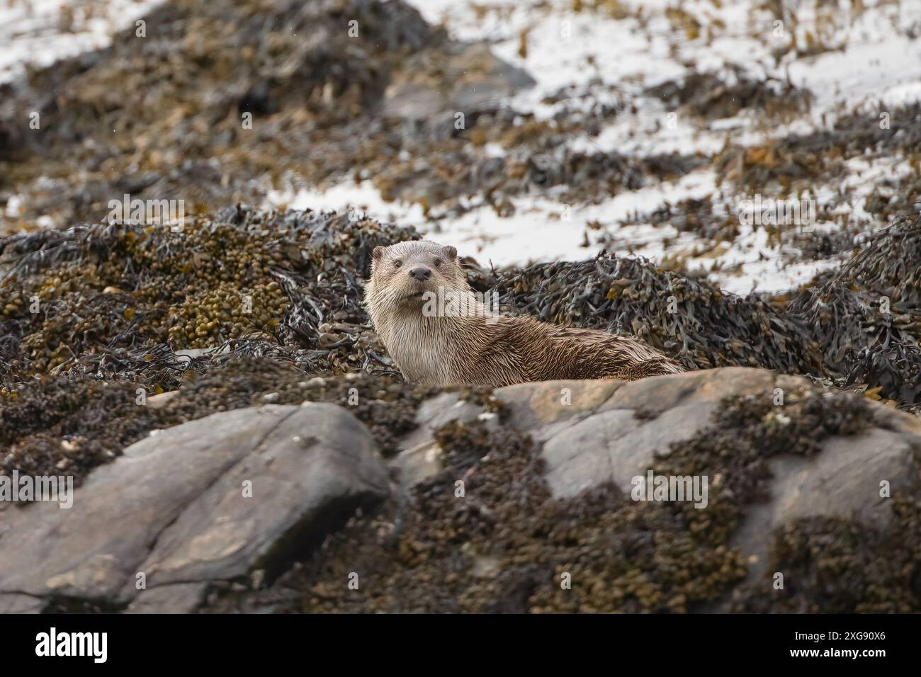 Otter on beach hi-res stock photography and images - Alamy