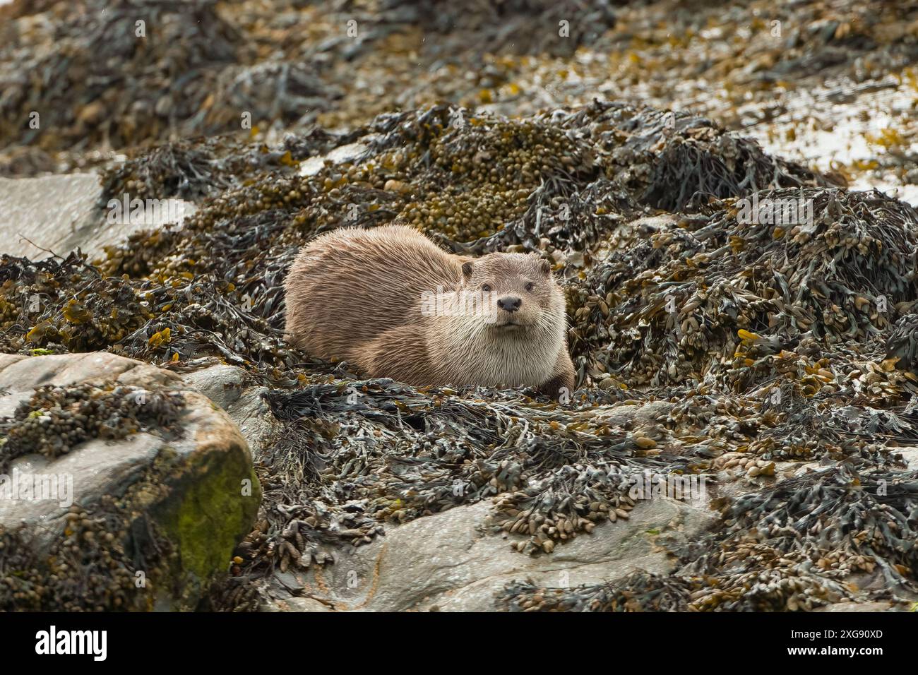 Otter on the beach in the Shetlands Stock Photo - Alamy