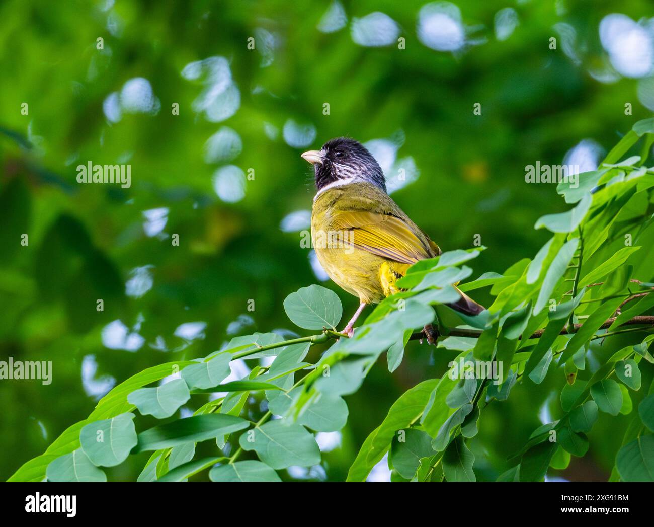 Collared finchbill spizixos semitorques hi-res stock photography and ...