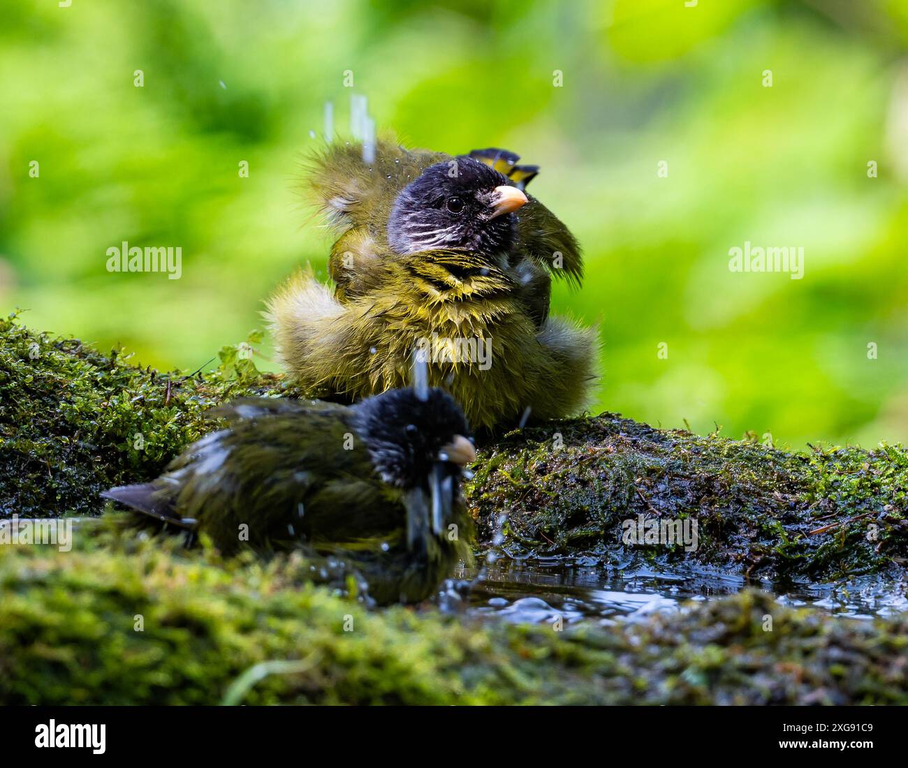 Collared finchbill spizixos semitorques hi-res stock photography and ...