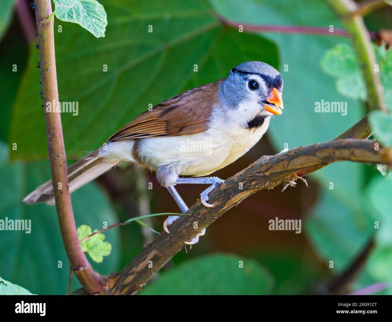 Psittiparus hi-res stock photography and images - Alamy