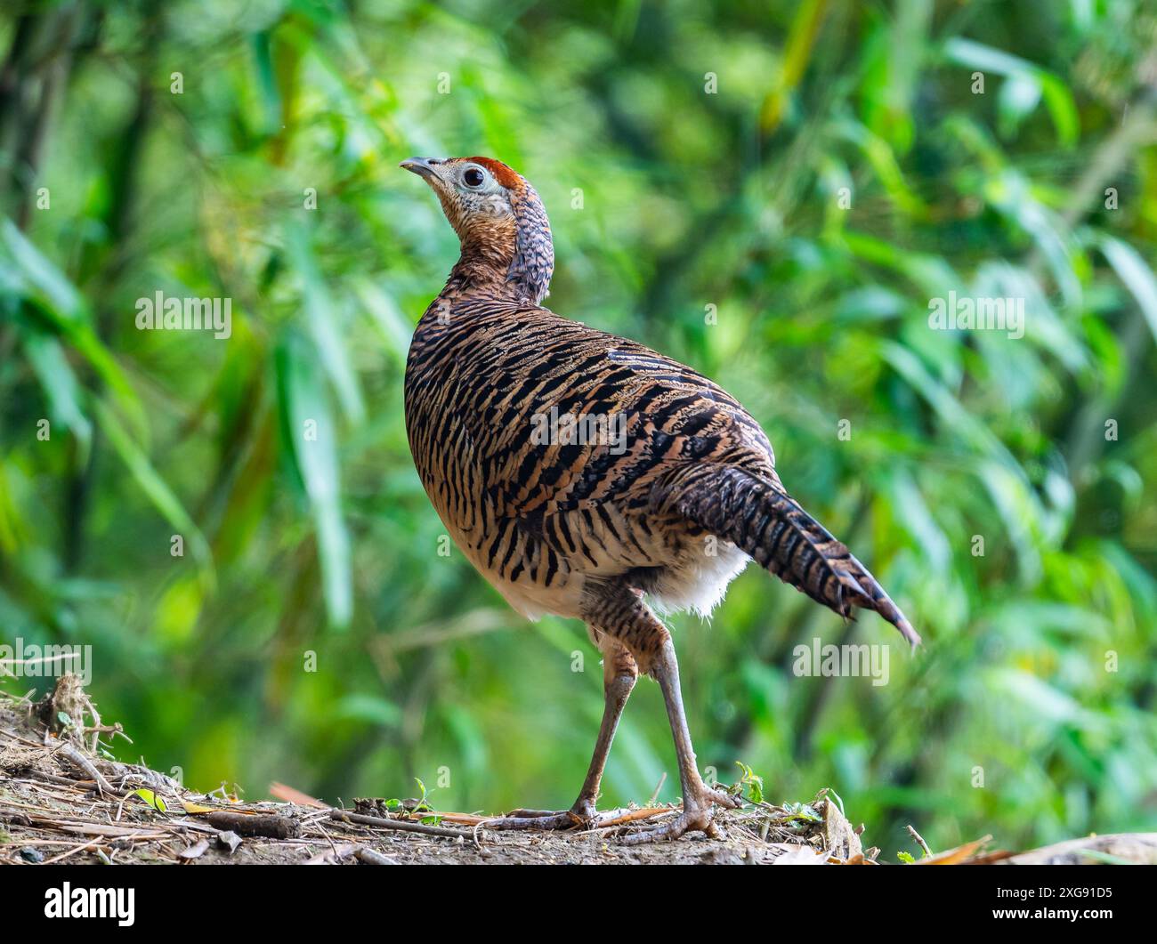 A female Lady Amherst's Pheasant (Chrysolophus amherstiae) foraging in ...