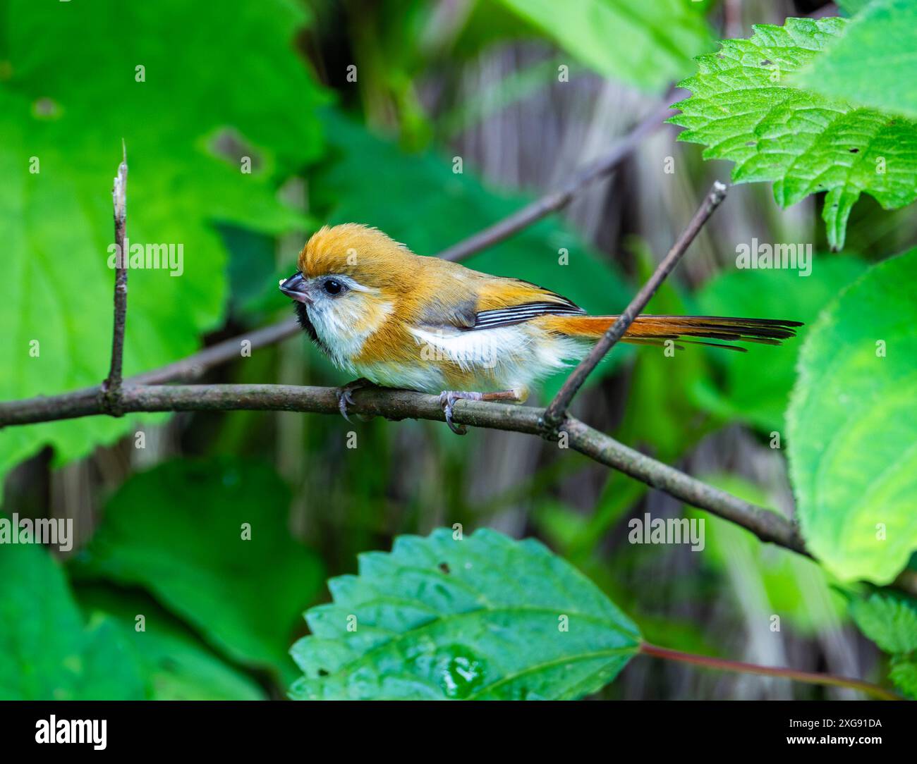 Suthora hi-res stock photography and images - Alamy