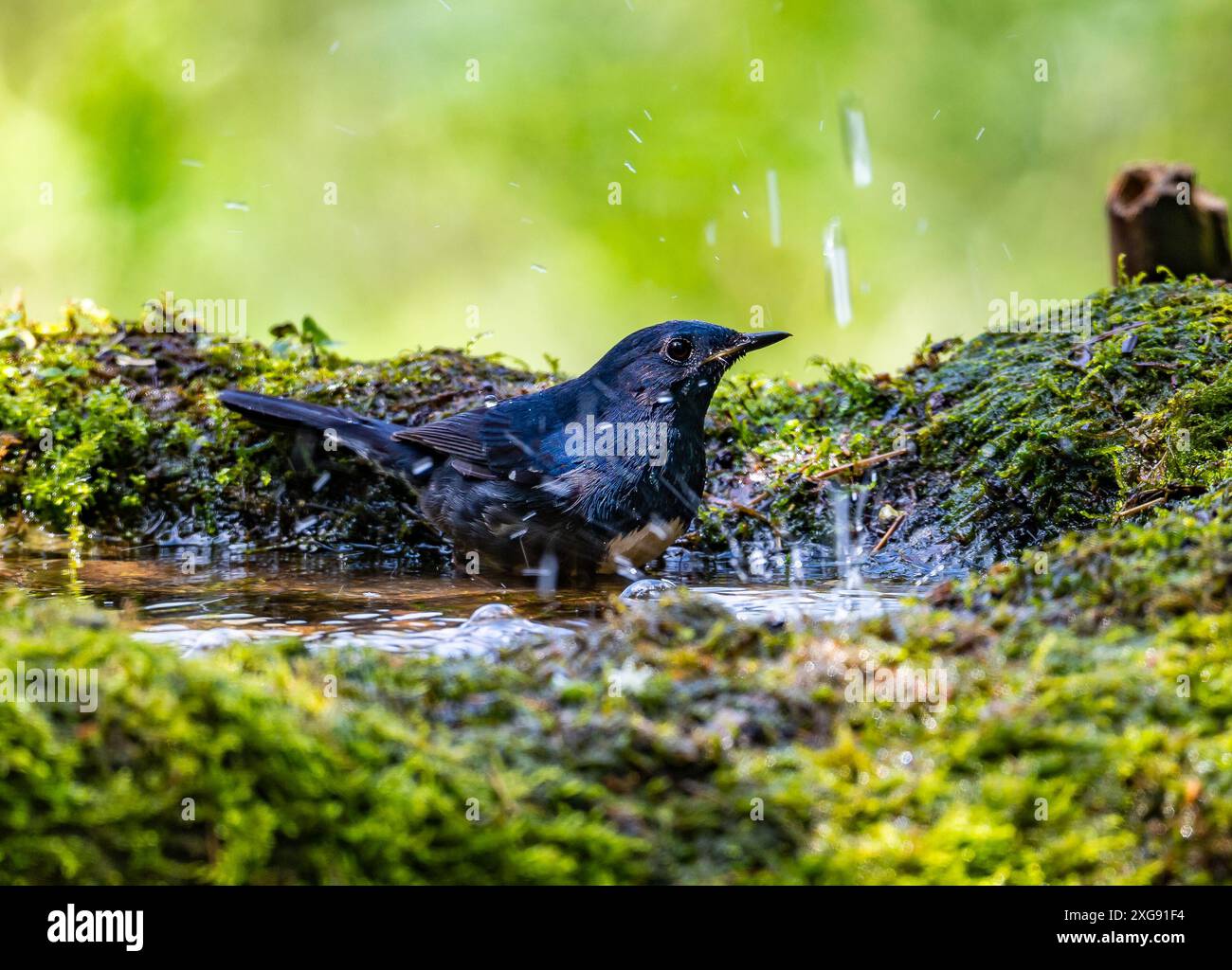 White bellied redstart hi-res stock photography and images - Alamy
