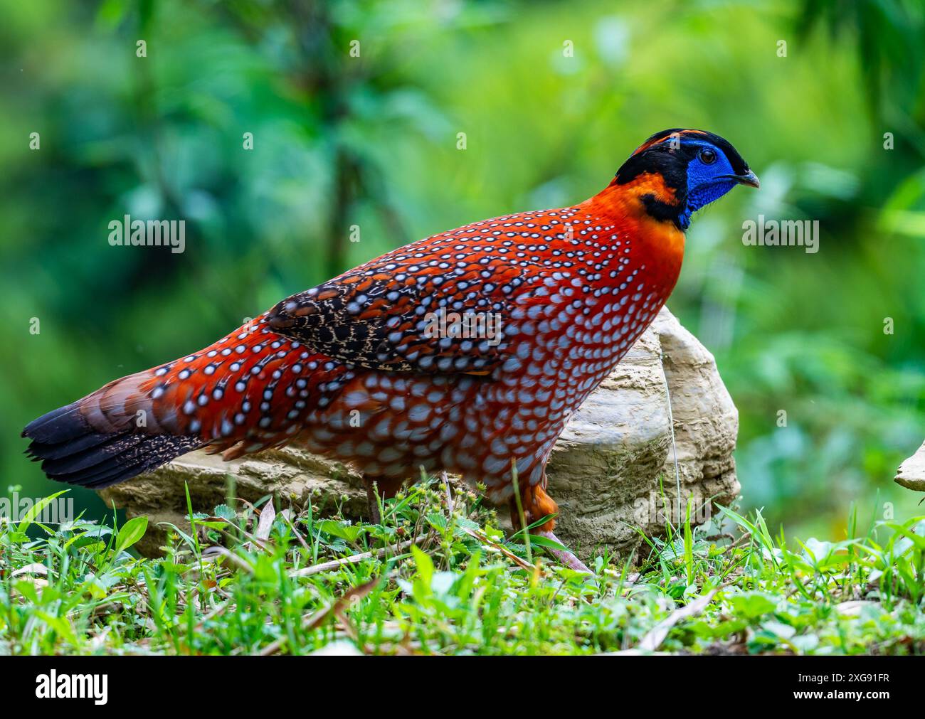 A male Temminck's Tragopan (Tragopan temminckii) foraging in forest ...