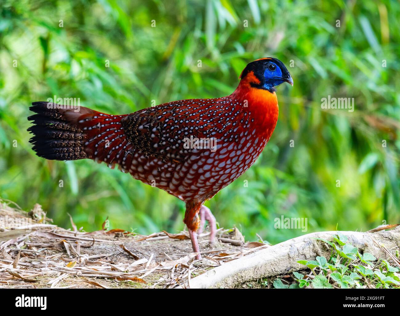 A male Temminck's Tragopan (Tragopan temminckii) foraging in forest ...