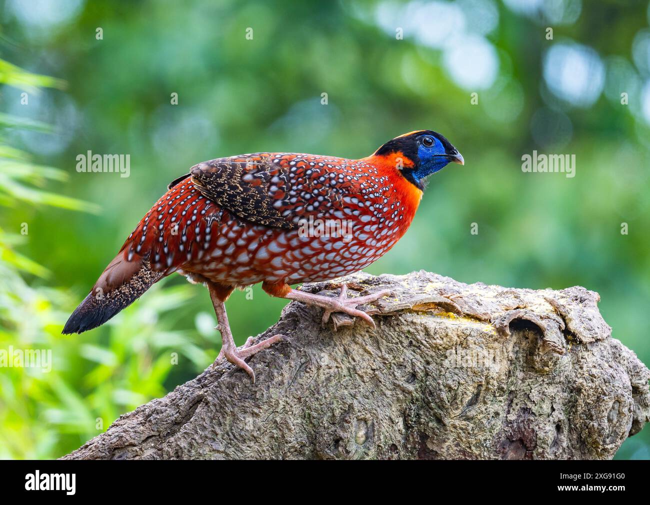 A male Temminck's Tragopan (Tragopan temminckii) foraging in forest ...