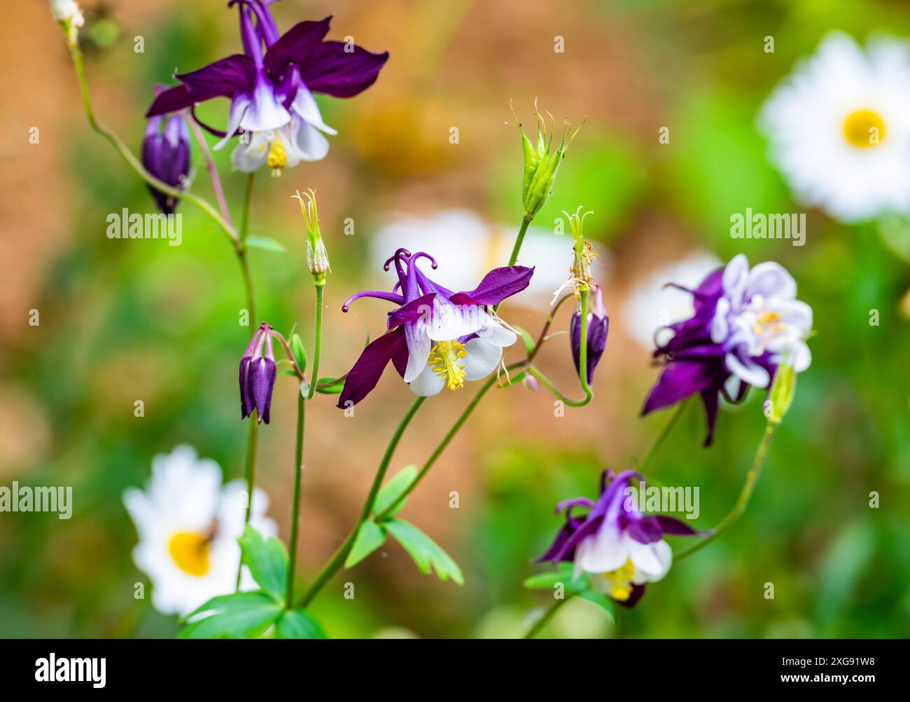 Colorful wild flowers in full bloom. Sichuan, China Stock Photo - Alamy