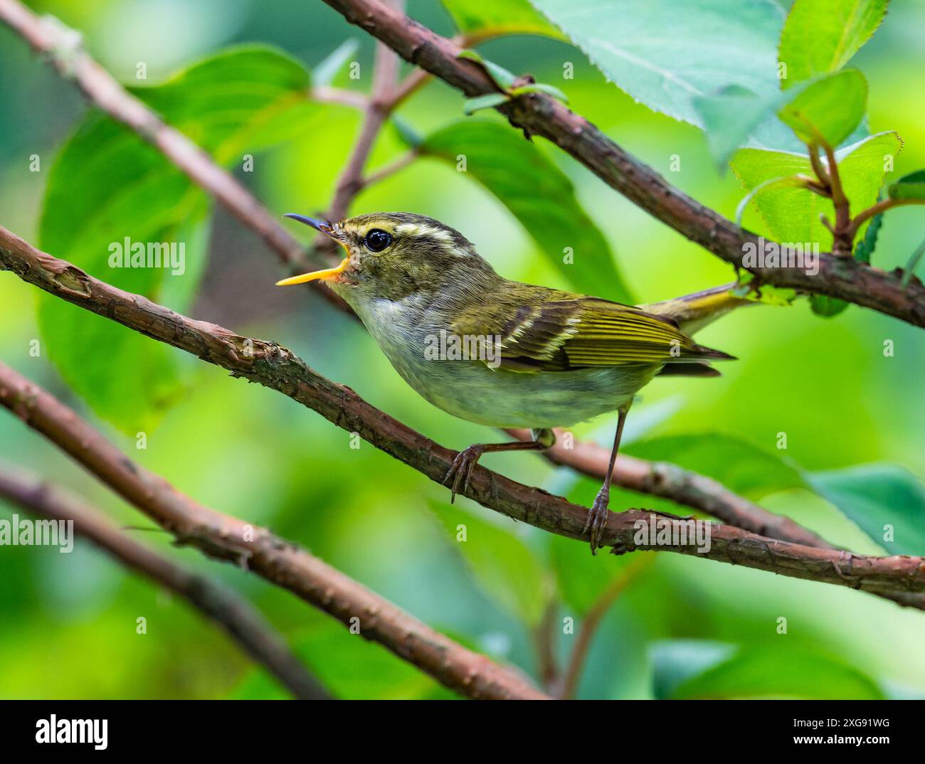 An Emei Leaf Warbler (Phylloscopus emeiensis) singing in the forest ...