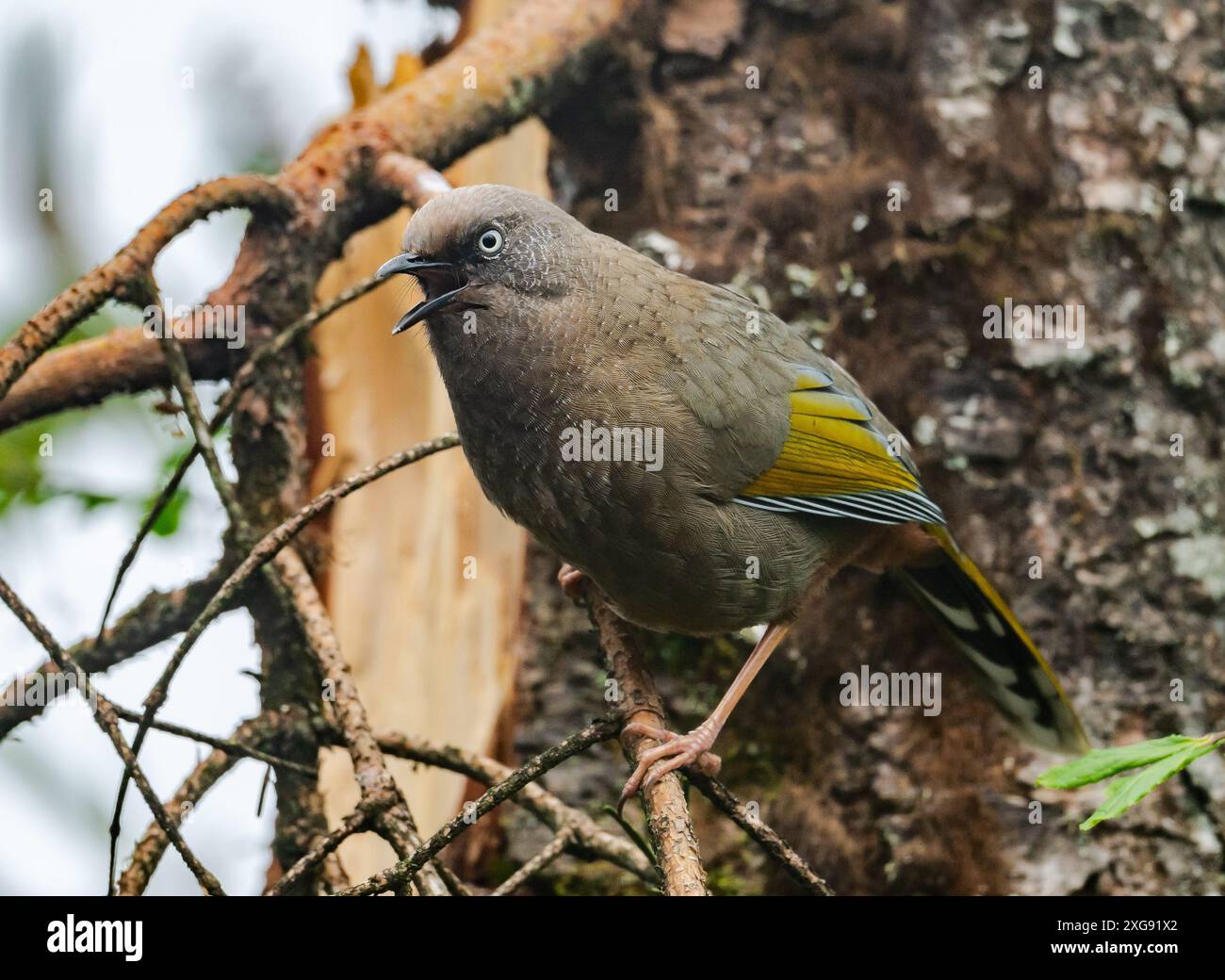 An Elliot's Laughingthrush (Trochalopteron elliotii) singing on a tree ...