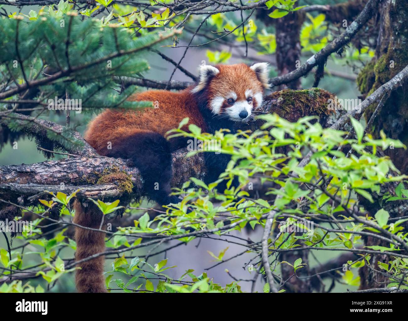 A wild Red Panda (Ailurus fulgens) resting on a tree. Wawushan National ...