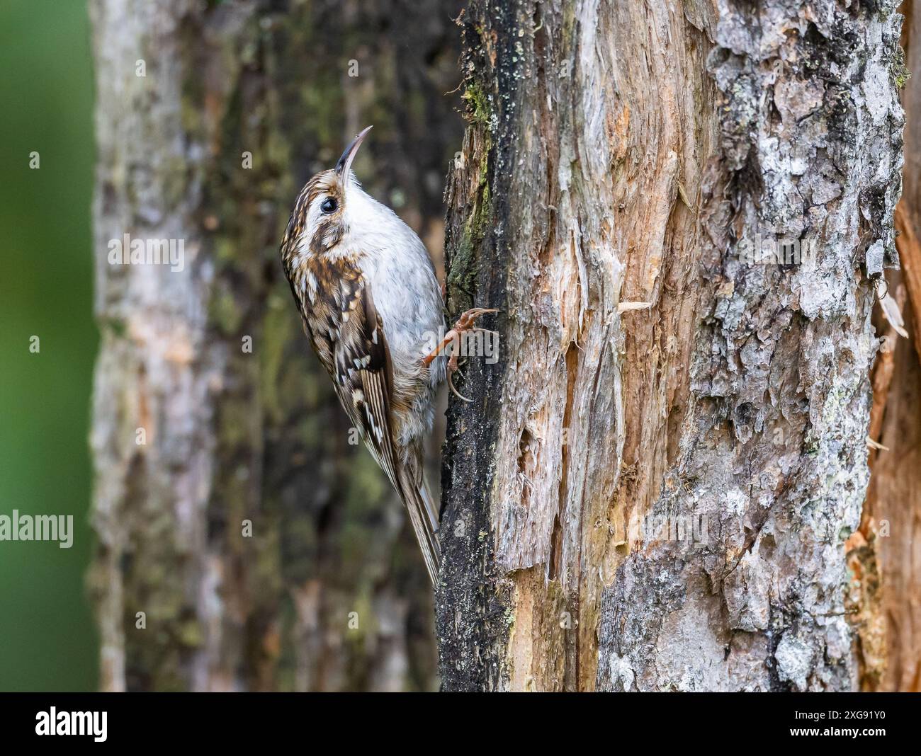 Hodgson's treecreeper hi-res stock photography and images - Alamy