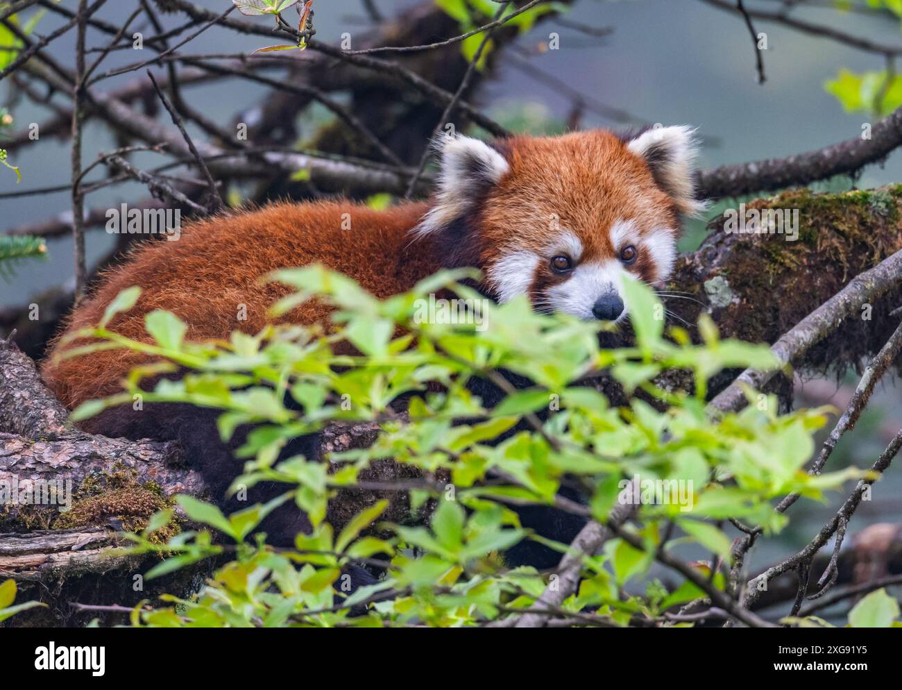 A wild Red Panda (Ailurus fulgens) resting on a tree. Wawushan National ...